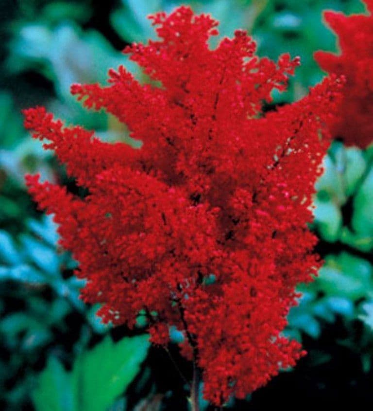 ASTILBE FANAL