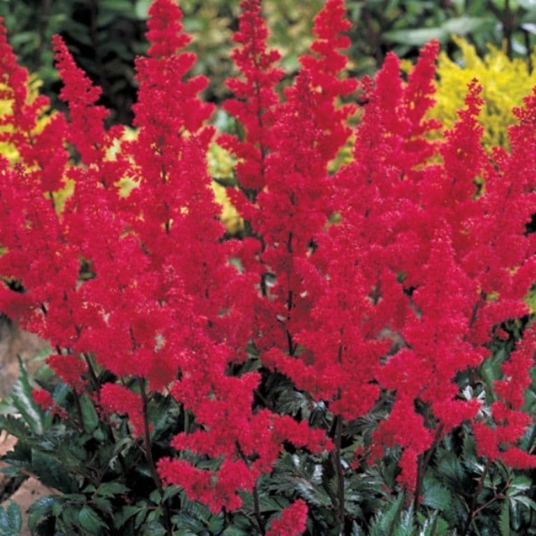 ASTILBE FANAL