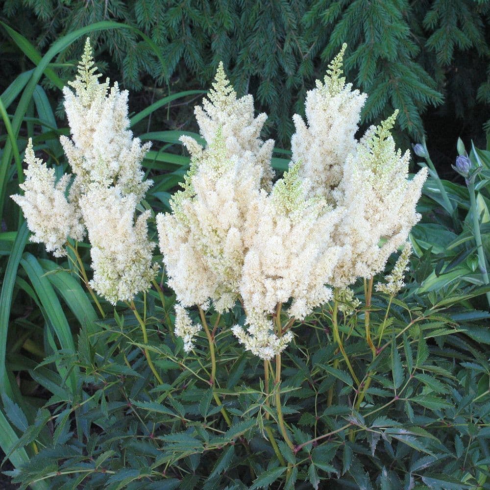 Astilbe White Astilbe Snowdrift