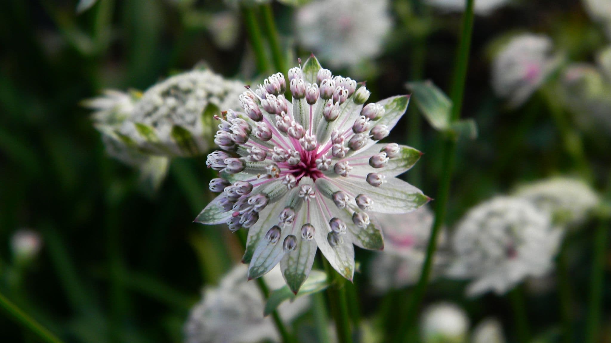 ASTRANTIA MAXIMA ROSEA
