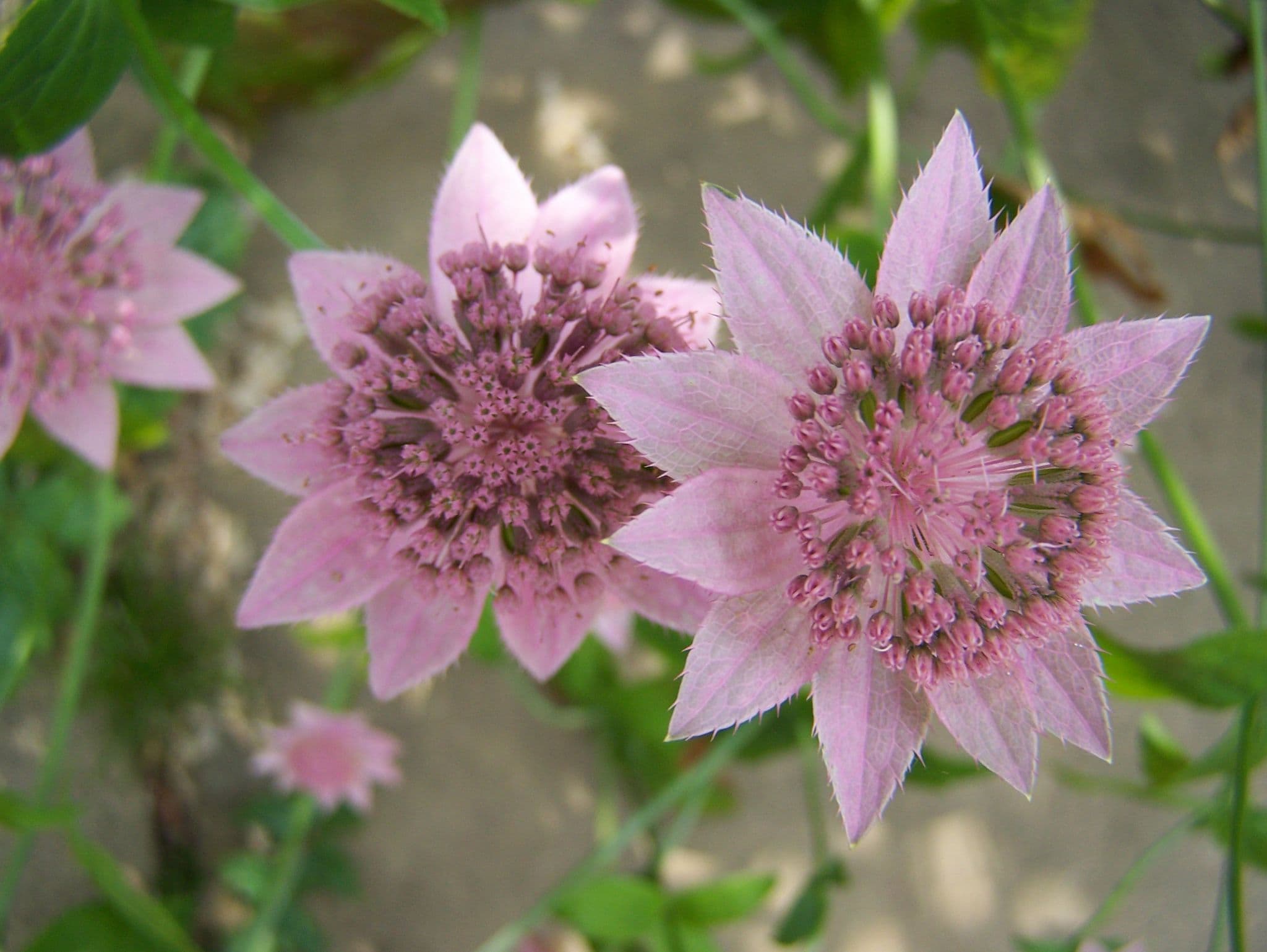 ASTRANTIA MAXIMA ROSEA