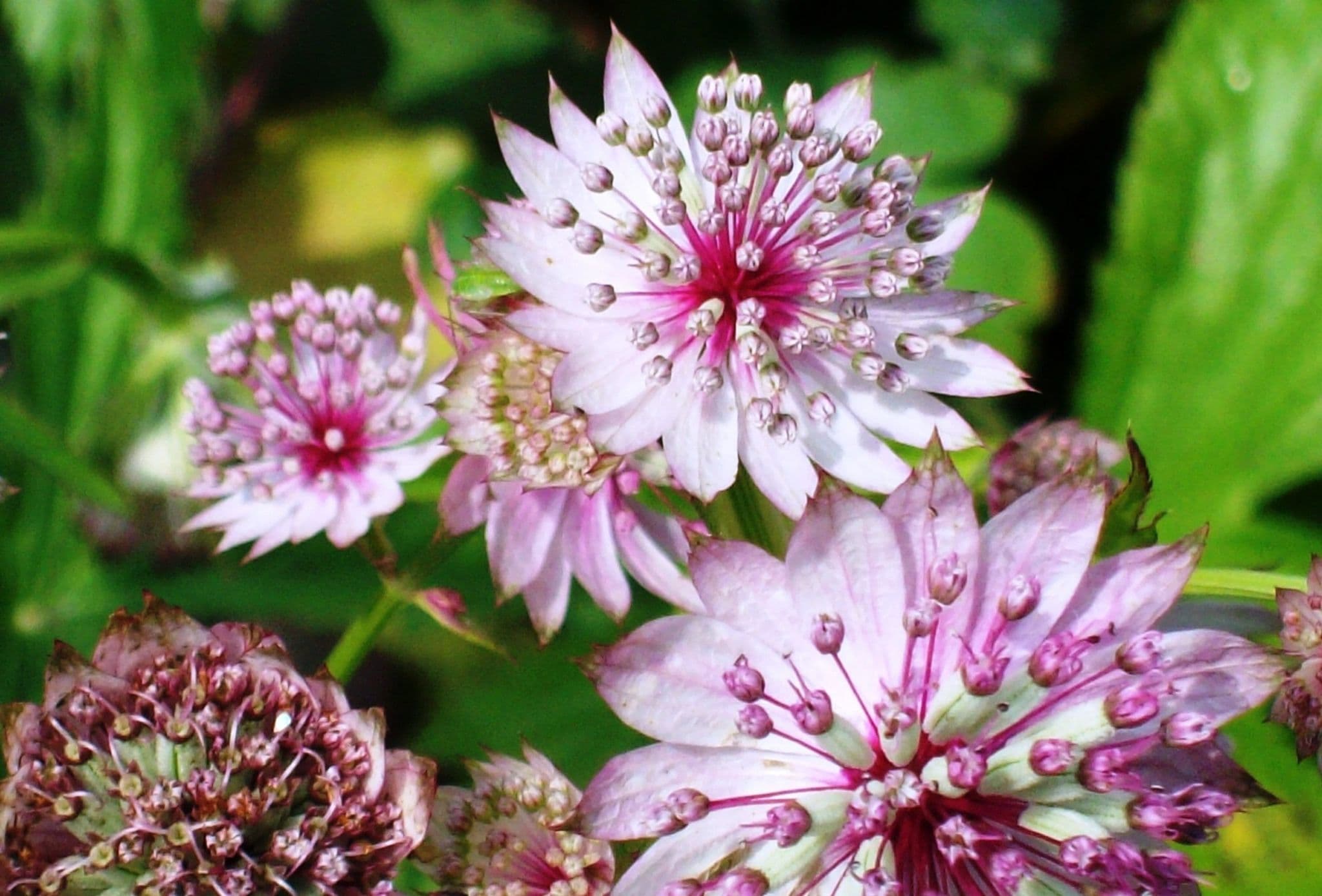 ASTRANTIA MAXIMA ROSEA
