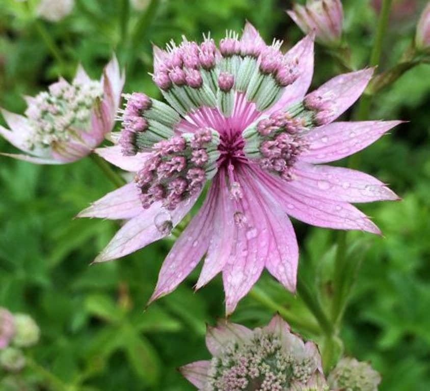 ASTRANTIA MAXIMA ROSEA