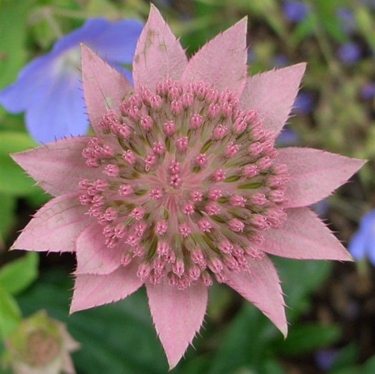 ASTRANTIA MAXIMA ROSEA