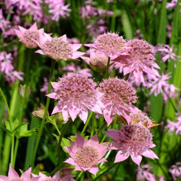 ASTRANTIA MAXIMA ROSEA