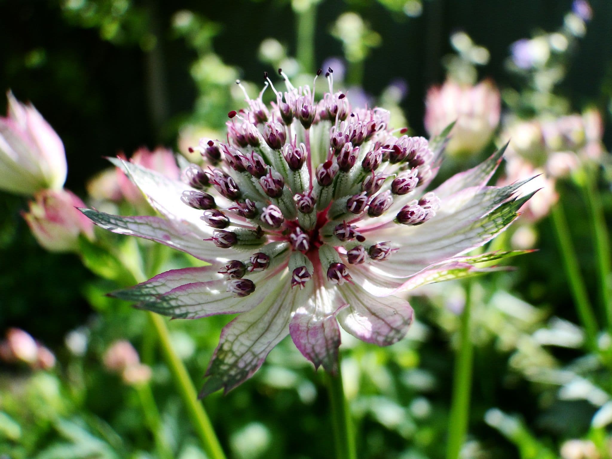 ASTRANTIA MAXIMA ROSEA