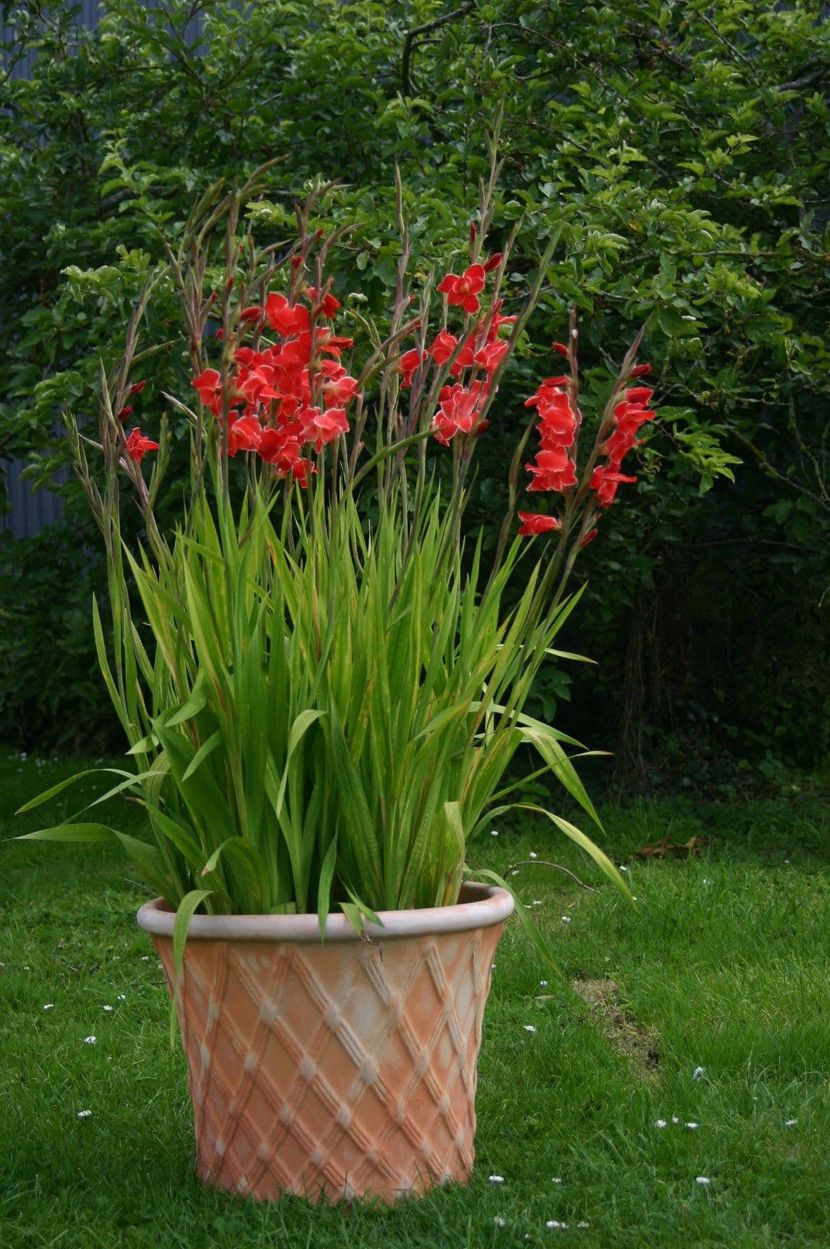ATOM GLADIOLI PRIMULINUS GLADIOLI