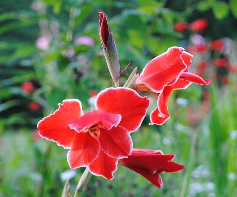 ATOM GLADIOLI PRIMULINUS GLADIOLI