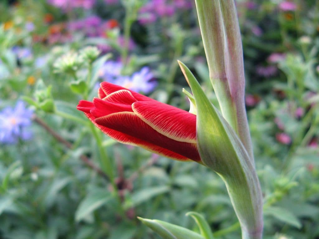 ATOM GLADIOLI PRIMULINUS GLADIOLI