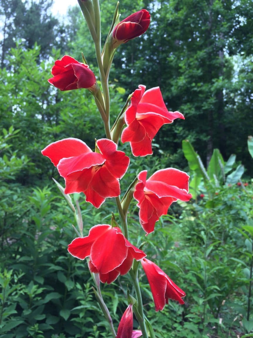 ATOM GLADIOLI PRIMULINUS GLADIOLI