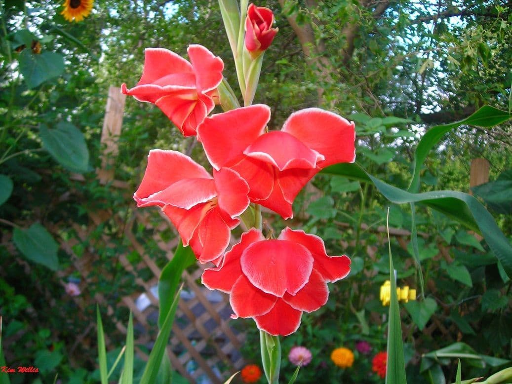 ATOM GLADIOLI PRIMULINUS GLADIOLI