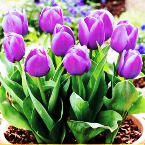 BABY BLUE TRIUMPH TULIPS