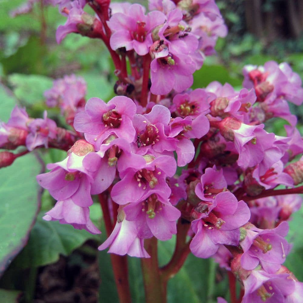 Bergenia Cordifolia