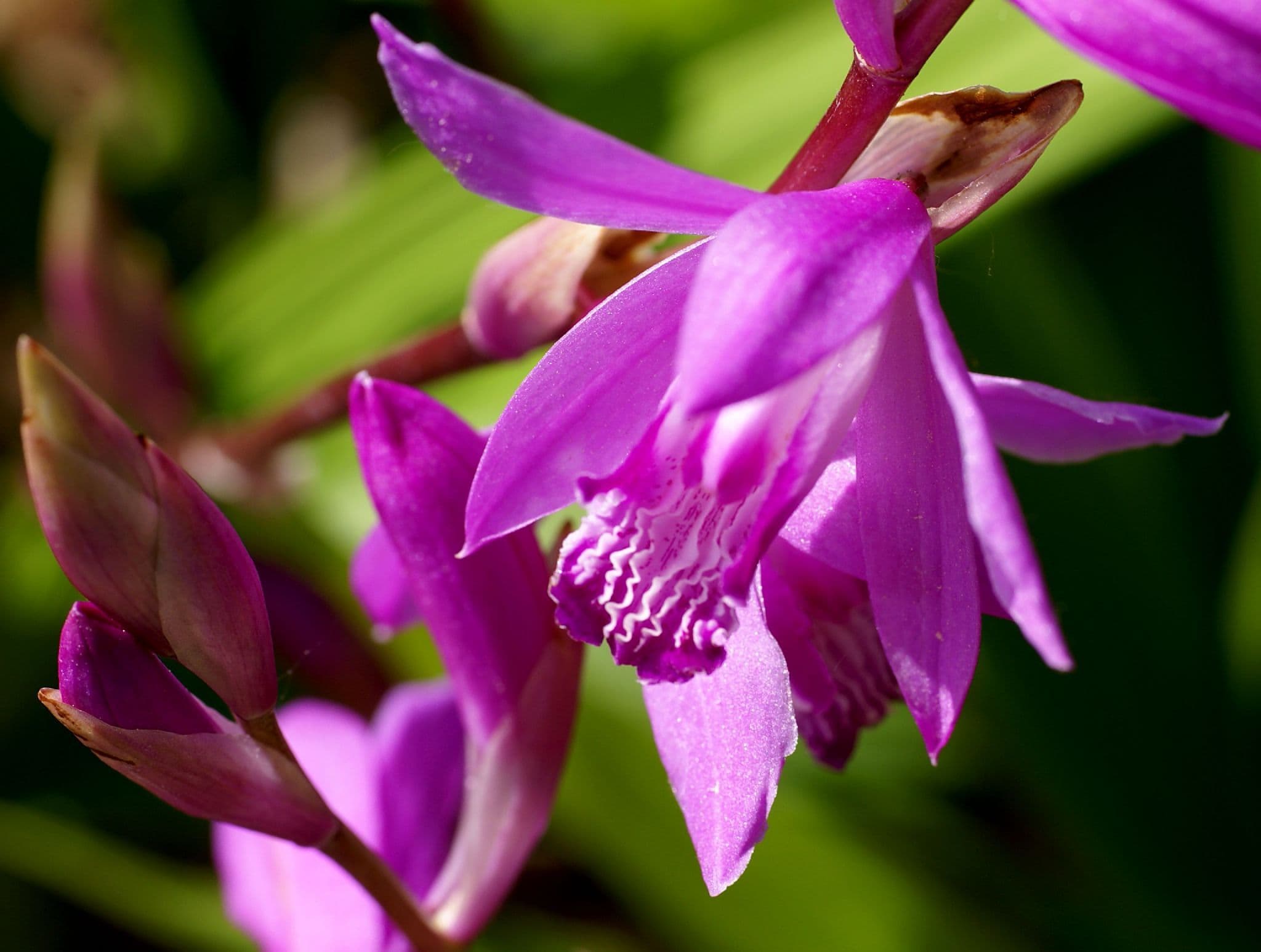 BLETILLA STRIATA