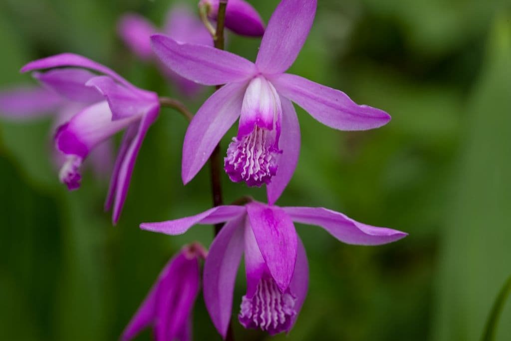 BLETILLA STRIATA