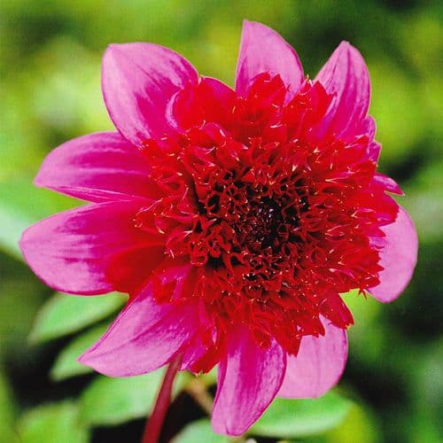 BLUE BAYOU ANEMONE-TYPE DAHLIA