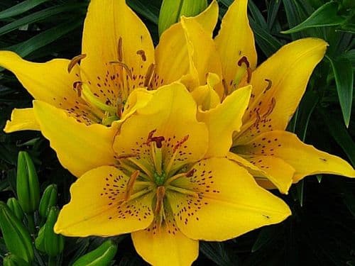 BUTTER PIXIE DWARF ASIATIC LILY