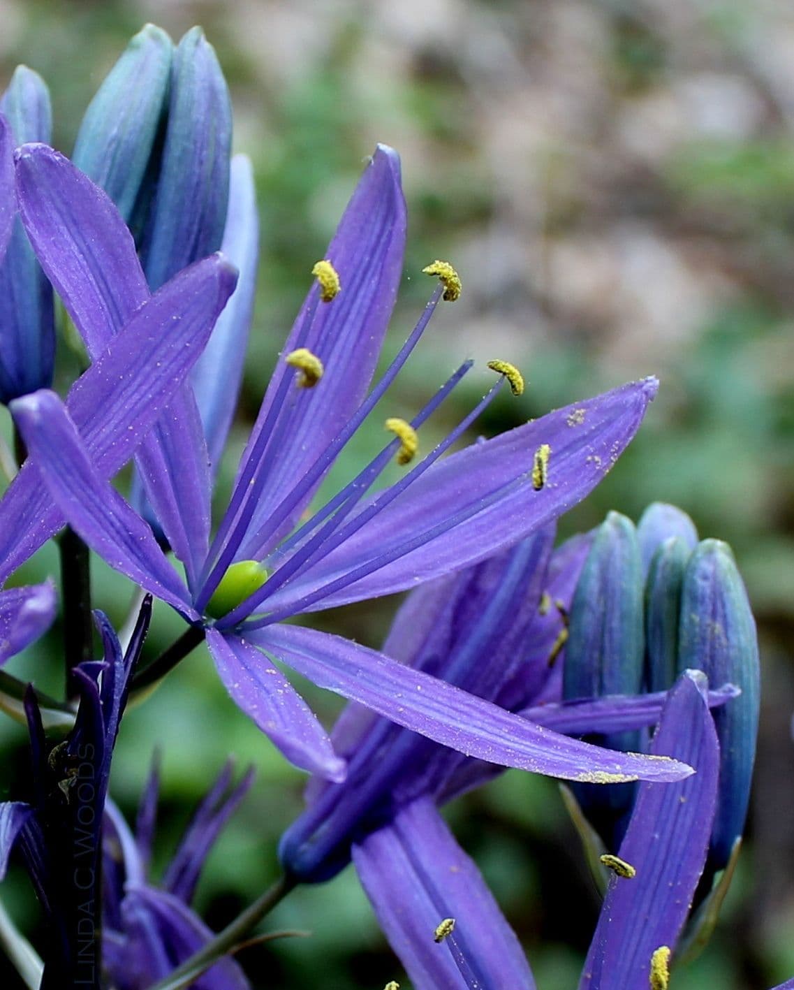 CAMASSIA QUAMASH ESCULENTA