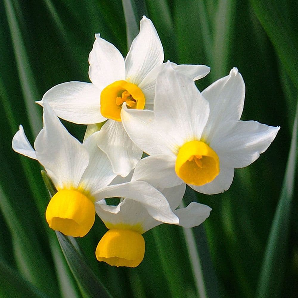 CANALICULATUS NARCISSUS Miniature Daffodil/Narcissi
