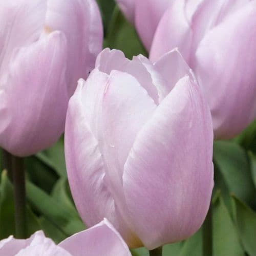 CANDY PRINCE SINGLE EARLY TULIP