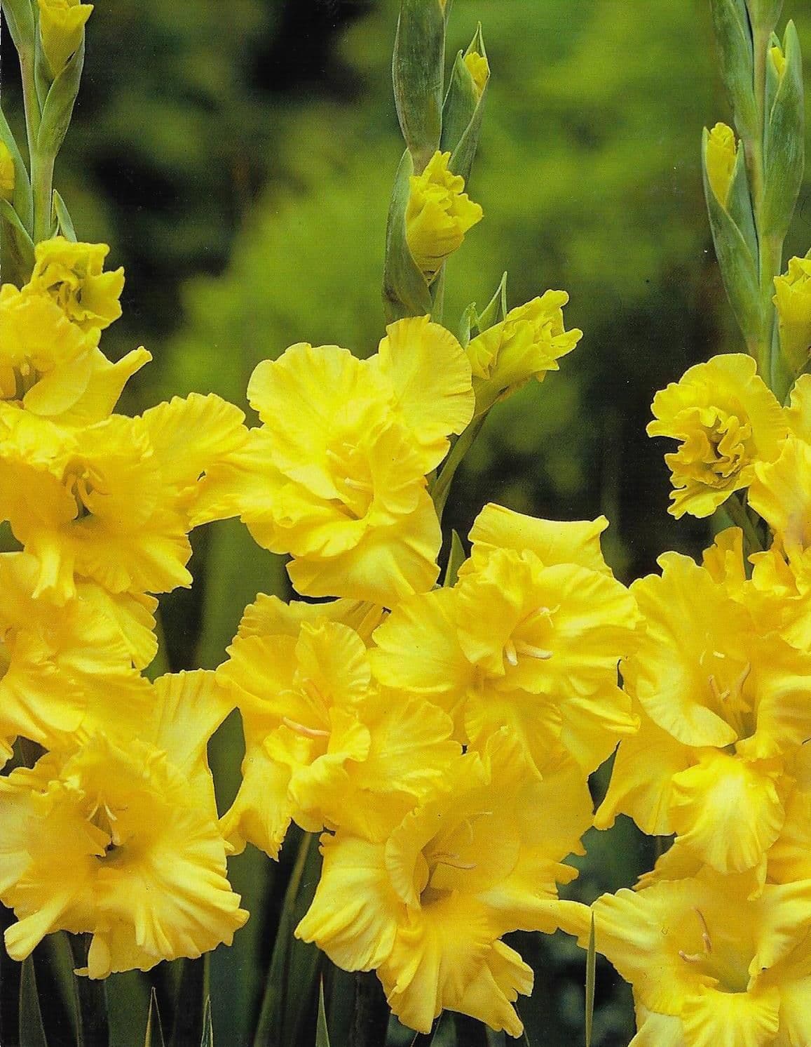 CHARISMA YELLOW GLADIOLI LARGE FLOWERED