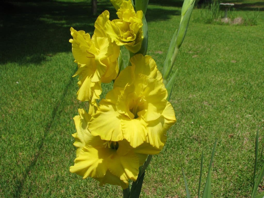 CHARISMA YELLOW GLADIOLI LARGE FLOWERED