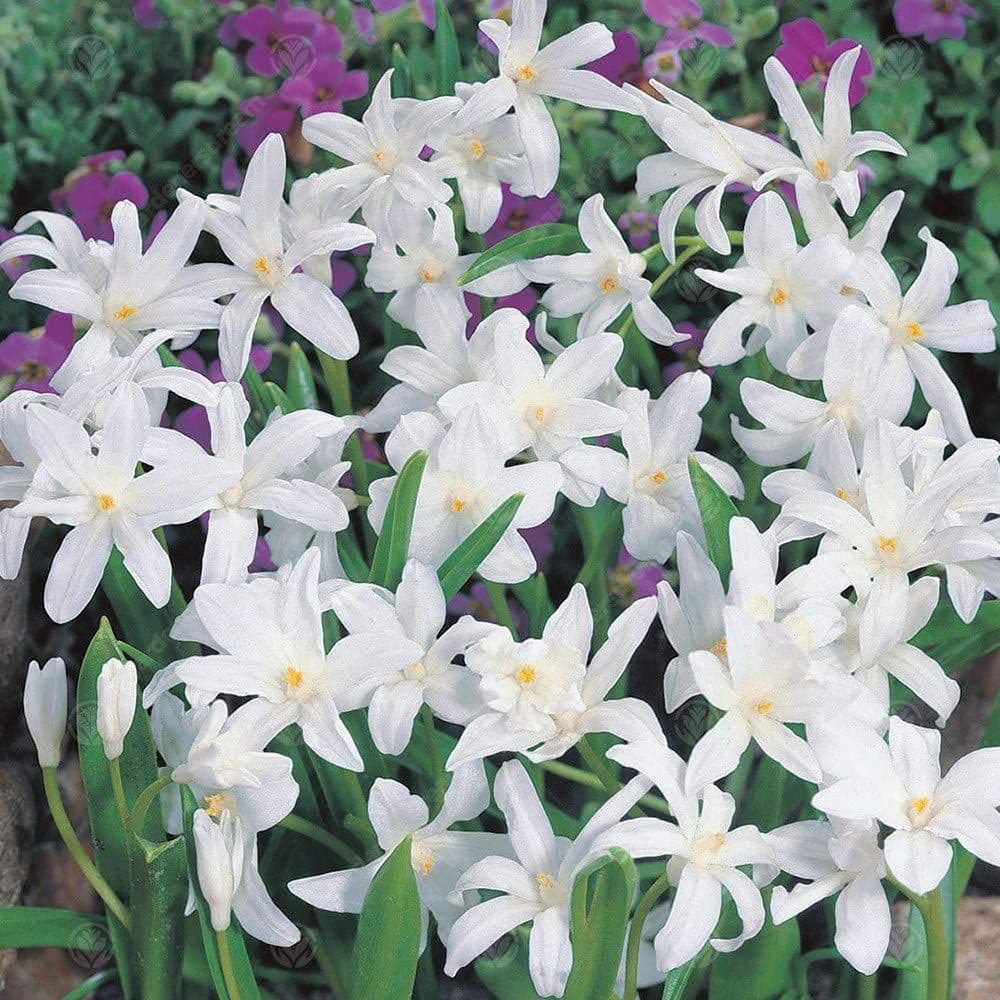 CHIONODOXA LUCILIAE ALBA GLORY OF THE SNOW