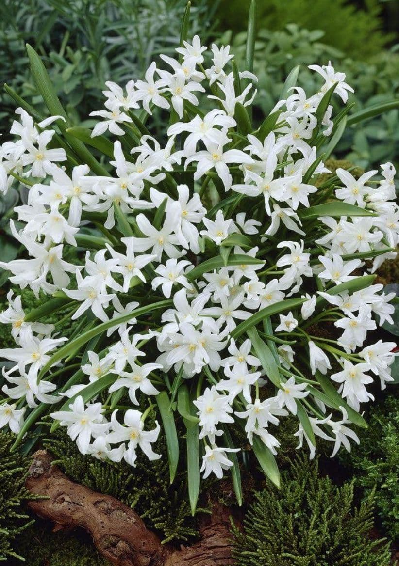 CHIONODOXA LUCILIAE ALBA GLORY OF THE SNOW