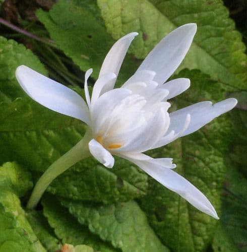 COLCHICUM AUTUMNALE ALBOPLENUM NAKED LADIES