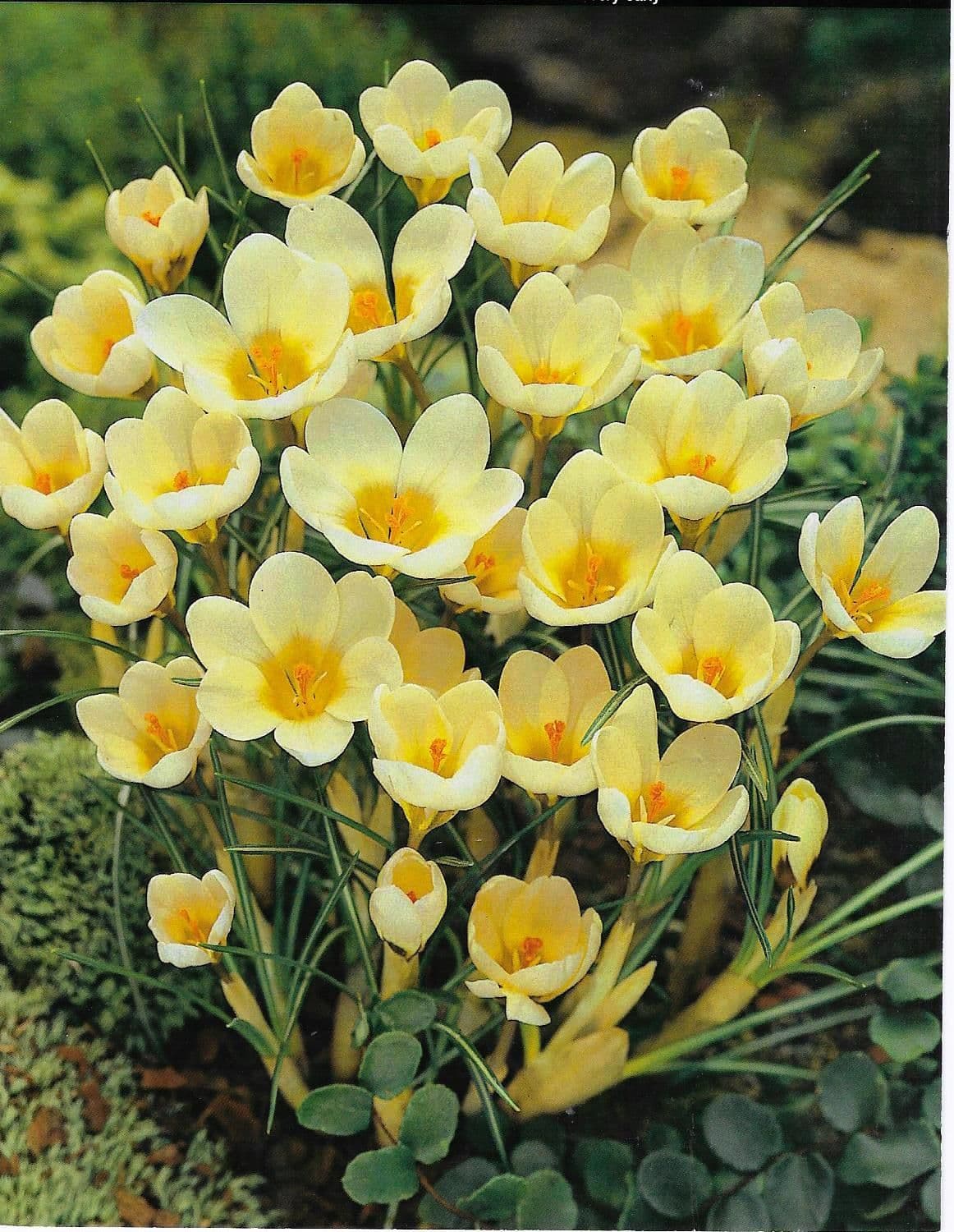 Crocus - Cream Beauty