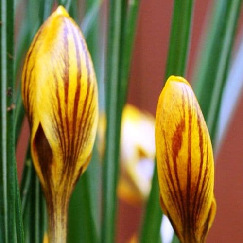 Crocus-Dorothy