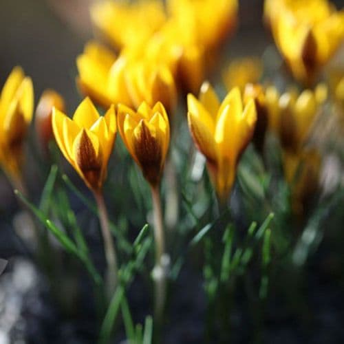 Crocus-Dorothy