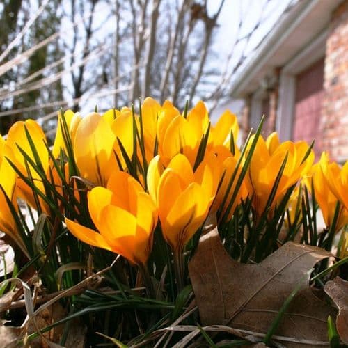 Crocus- Golden Yellow