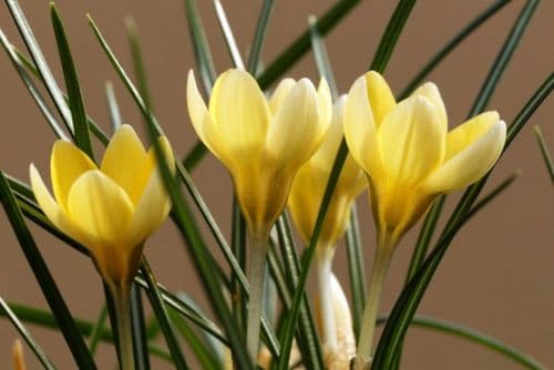 Crocus - Romance