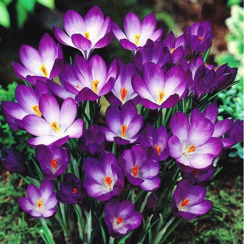 Crocus-Ruby Giant