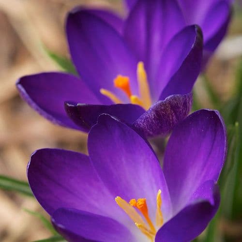 Crocus-Ruby Giant