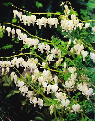 DICENTRA SPECTABILIS ALBA BLEEDING HEART