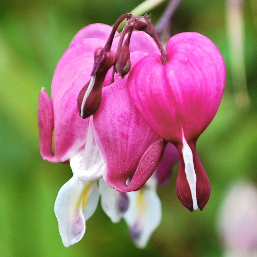 DICENTRA SPECTABILIS BLEEDING HEART