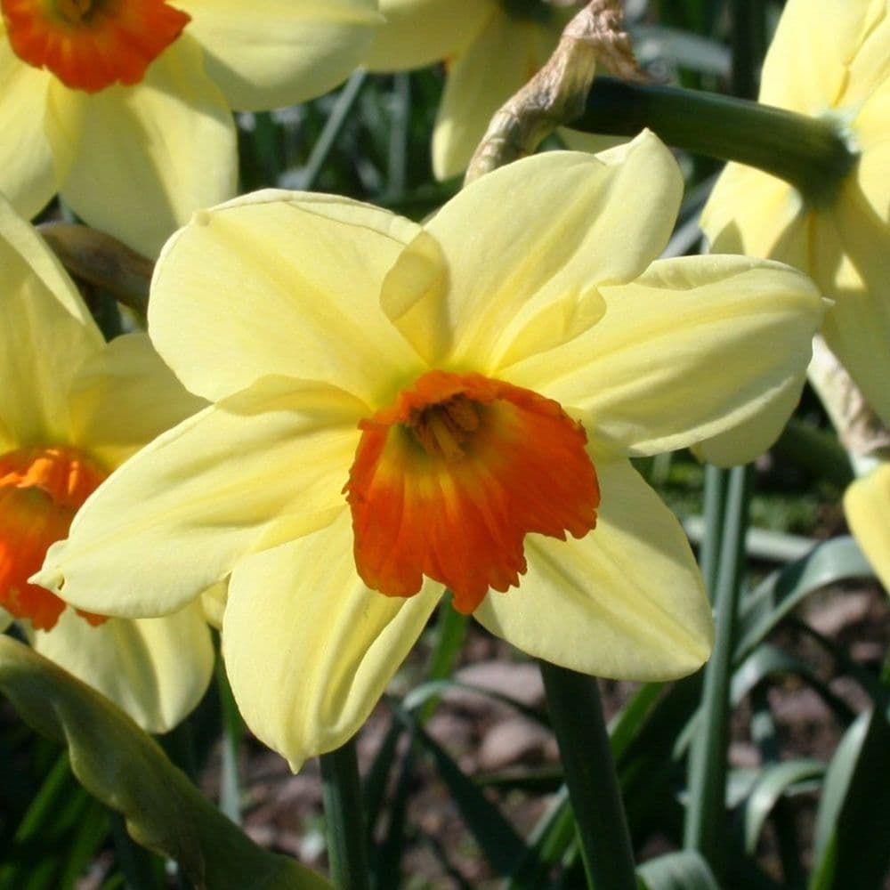 EDWARD BUXTON SMALL-CUPPED DAFFODIL