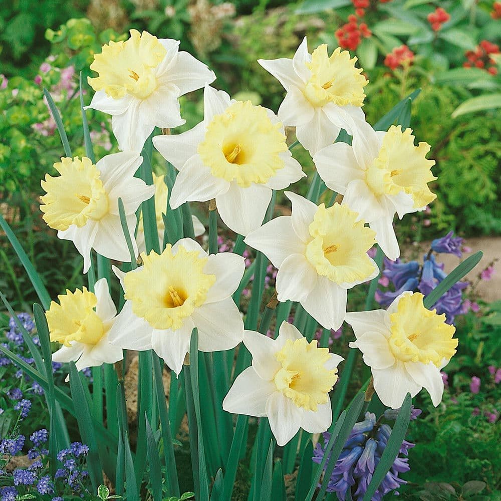 ELLEN LARGE CUPPED DAFFODIL