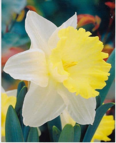 ELLEN LARGE CUPPED DAFFODIL