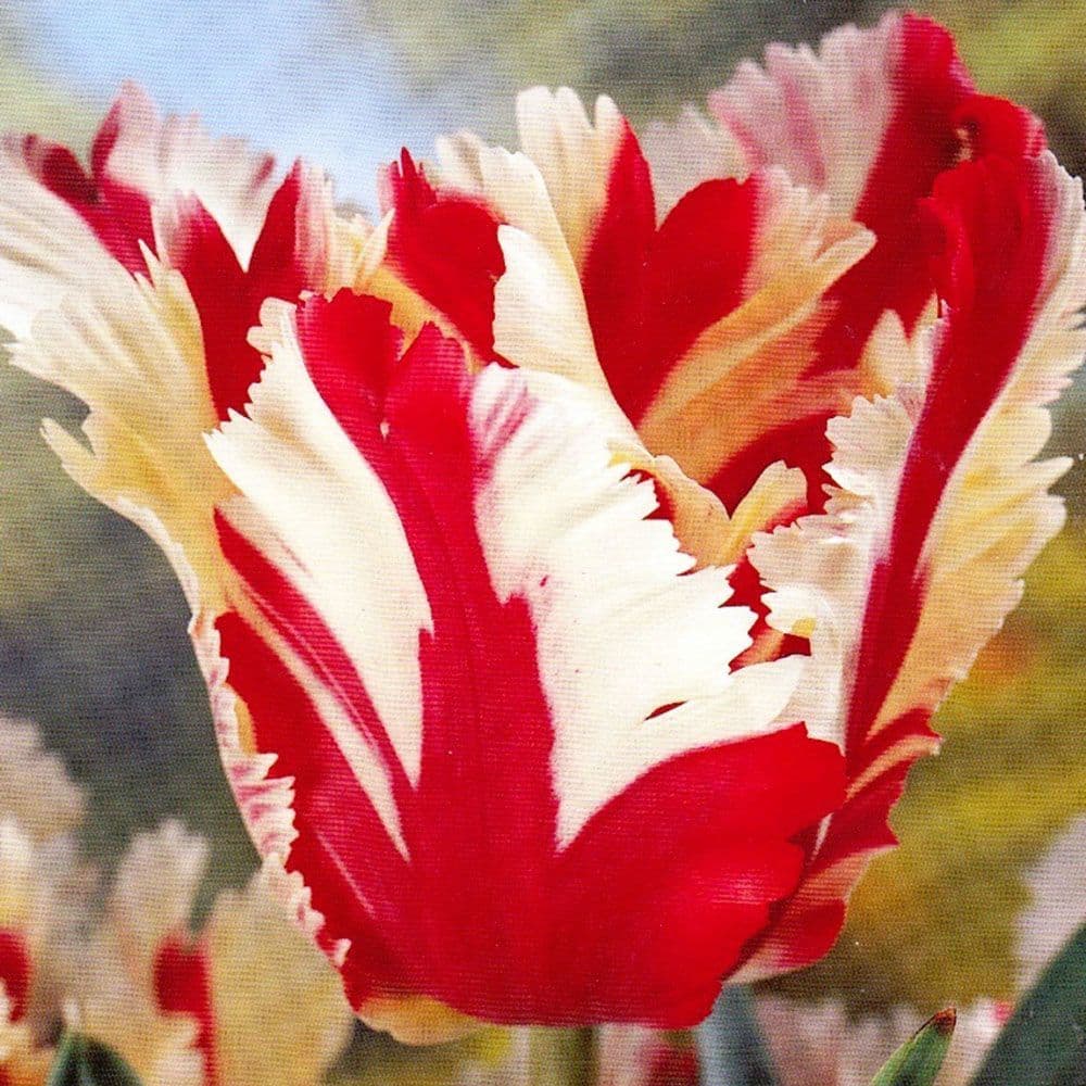 ESTELLA RIJNVELD PARROT TULIPS
