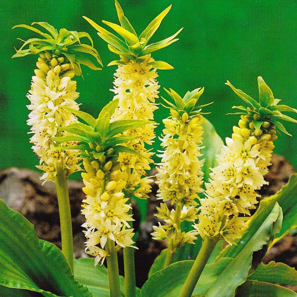 EUCOMIS AUTUMNALIS Pineapple Lily