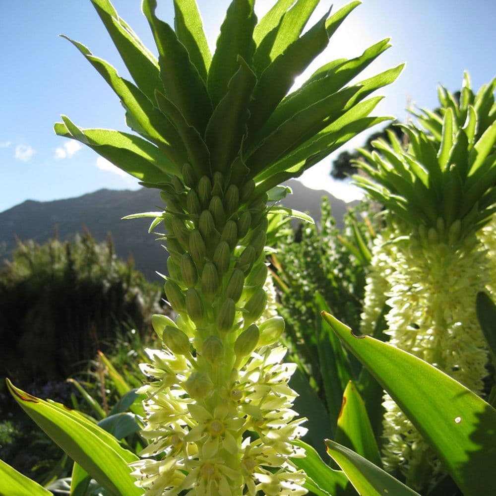 EUCOMIS AUTUMNALIS Pineapple Lily