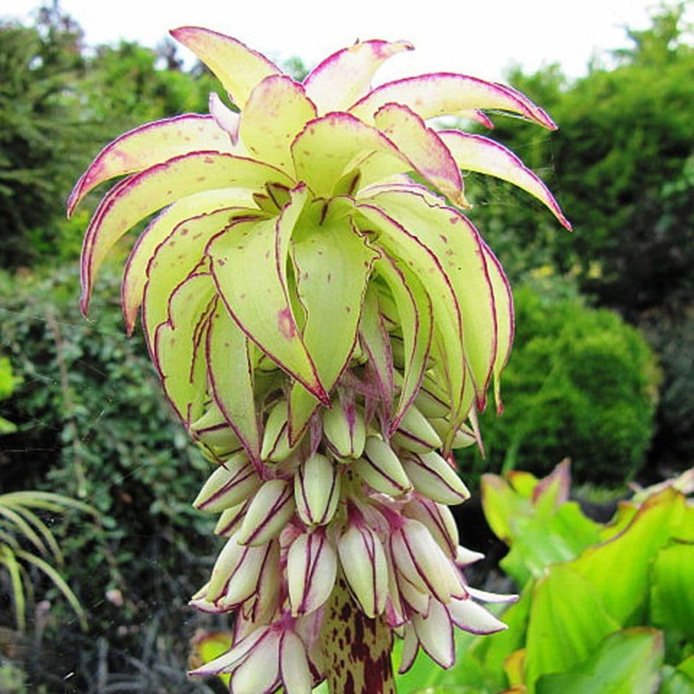 Eucomis Bi-Colour Pineapple Lily