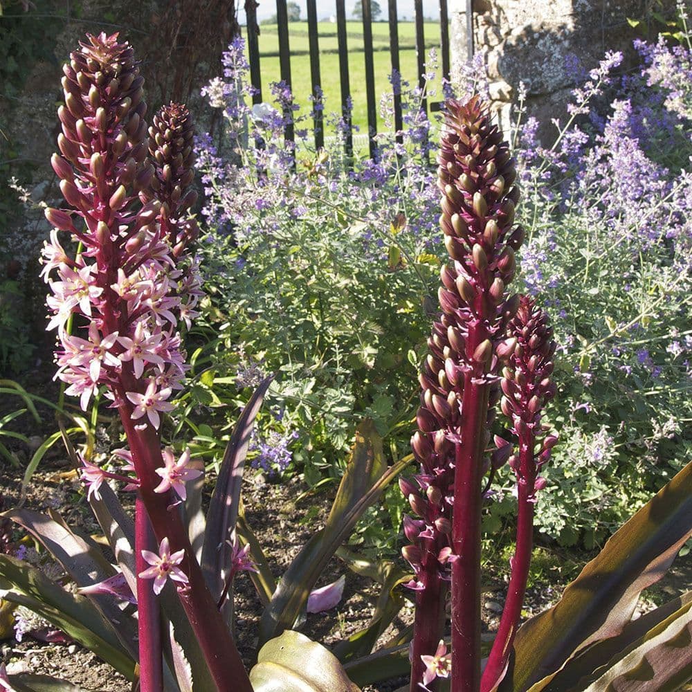 EUCOMIS COMOSA Pineapple Lily