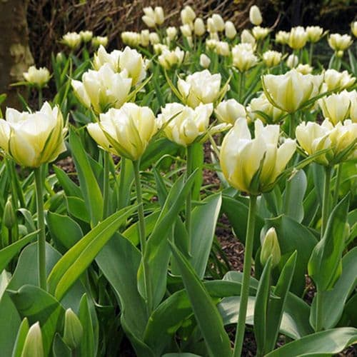 EXOTIC EMPEROR TULIPA FOSTERIANA
