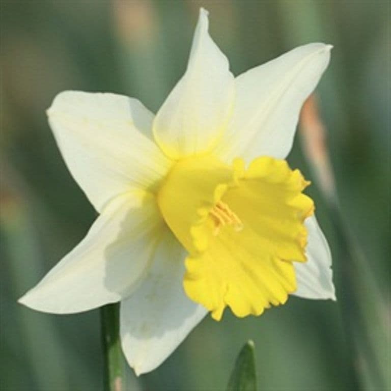 FINLAND LARGE CUPPED DAFFODIL