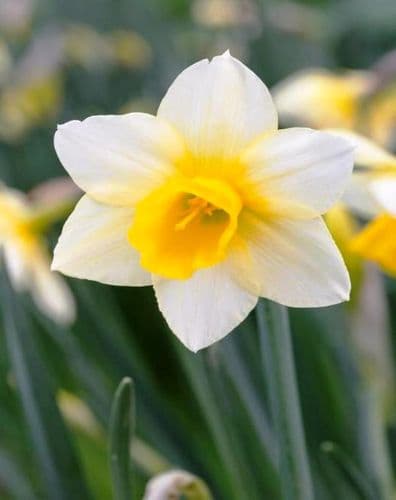 FINLAND LARGE CUPPED DAFFODIL