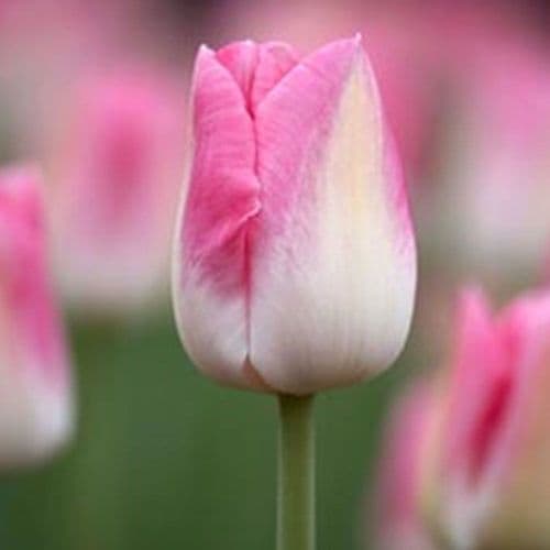 First Class Triumph Tulips
